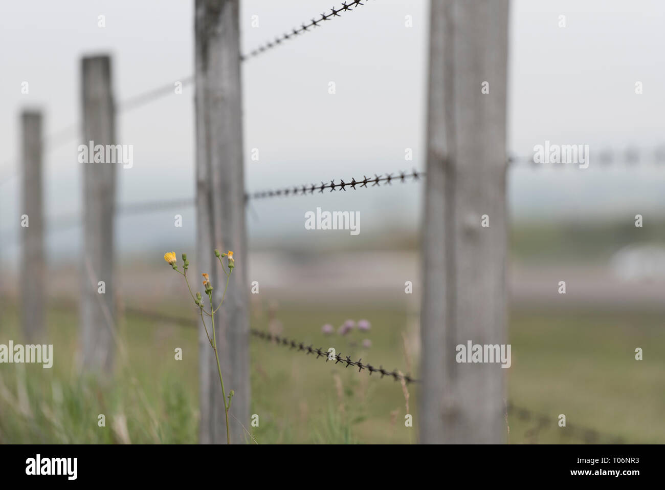 Old fence posts barbed wire hi-res stock photography and images - Alamy