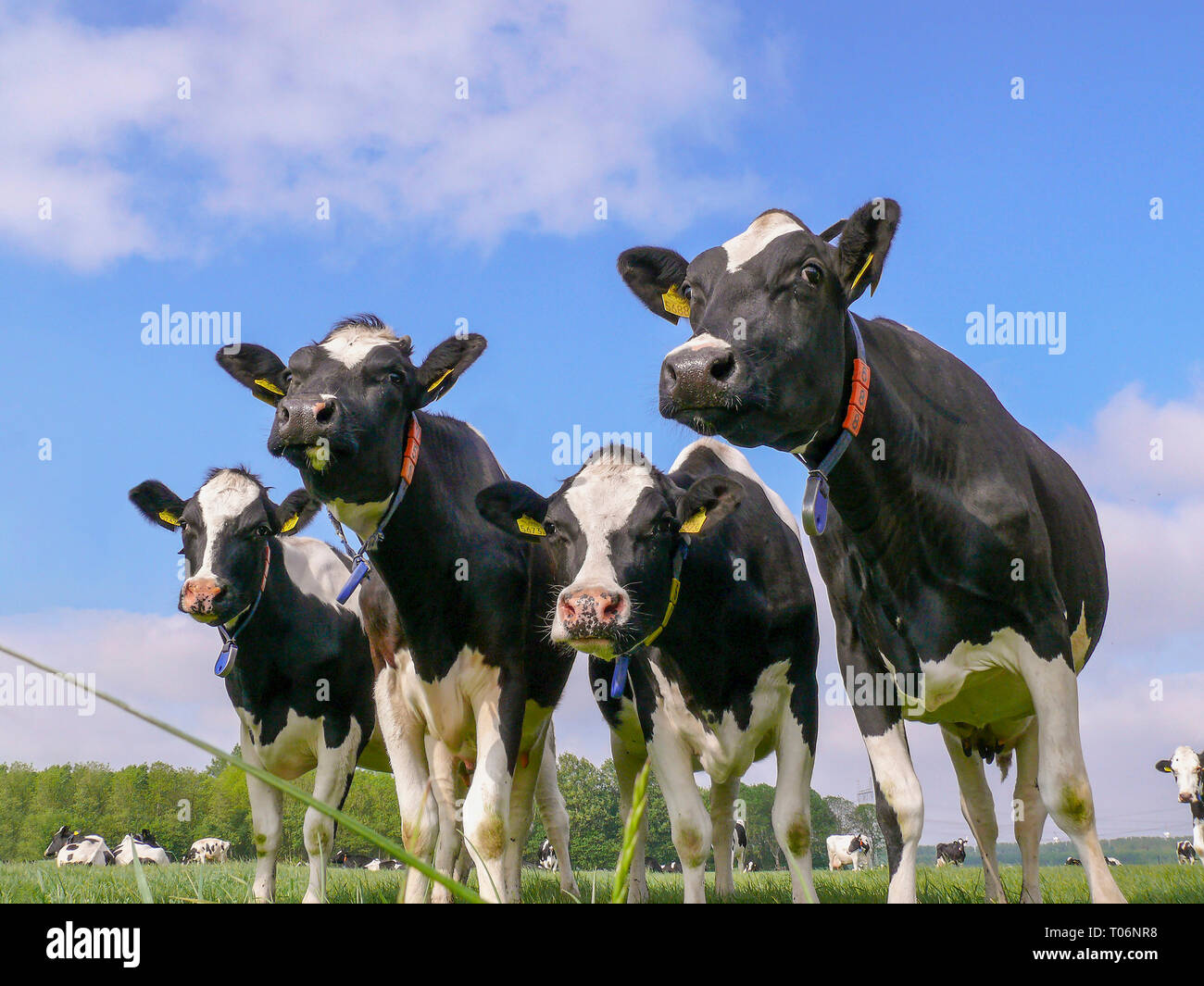 Four dairy cows, black and white Holsteins, standing in line in a ...