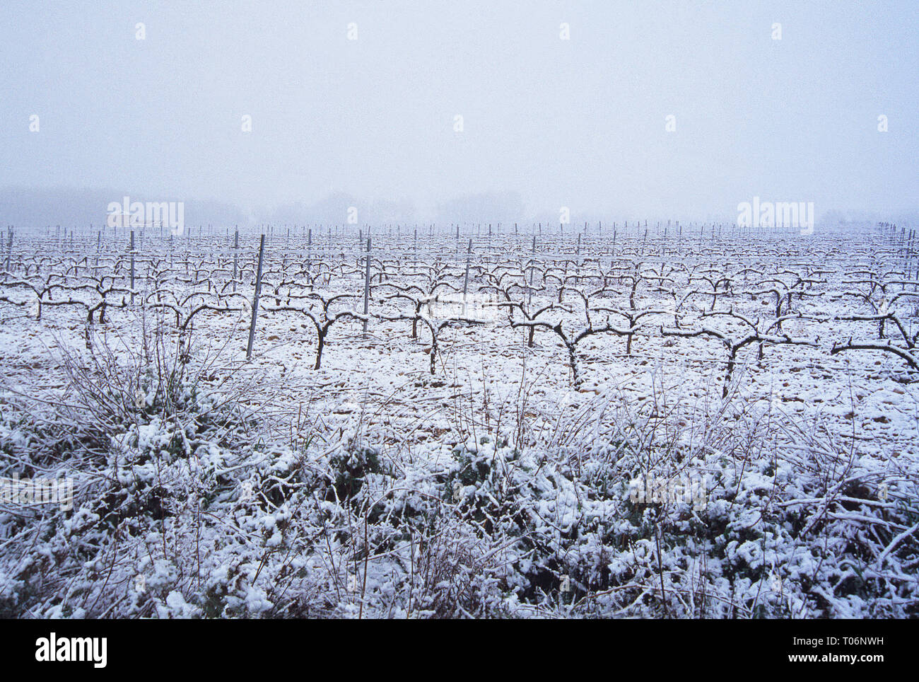 Snow covered vineyards. Navarra, Spain Stock Photo - Alamy