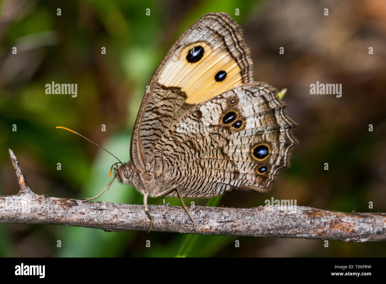 Common Wood-Nymph Butterfly resting on branch Stock Photo - Alamy