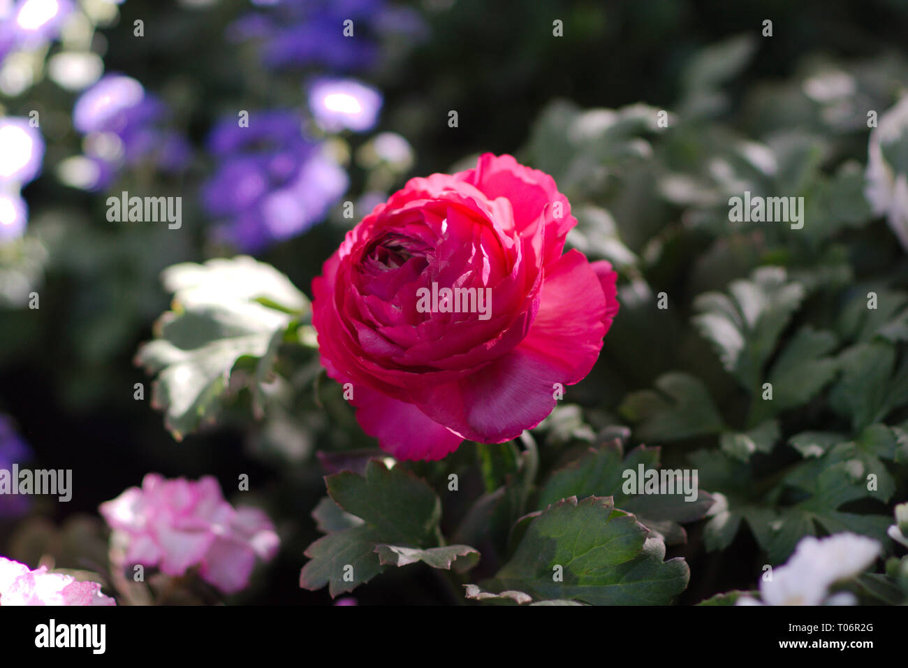 Full red rose bloom, close up, on dark green and lavendar background ...