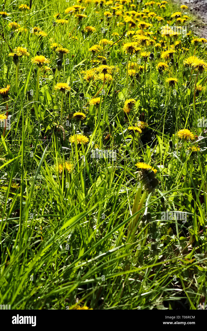 Roadside thistle hi-res stock photography and images - Alamy