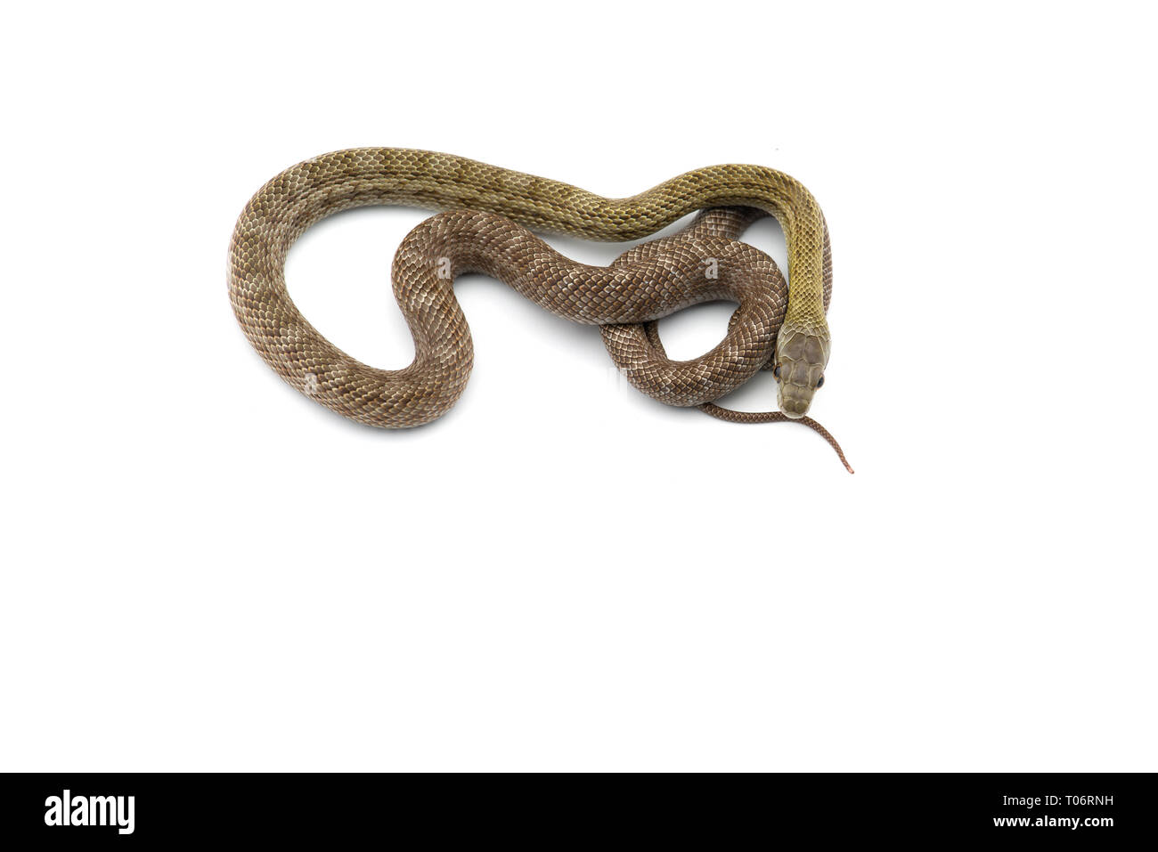 The Japanese rat snake isolated on white background Stock Photo - Alamy