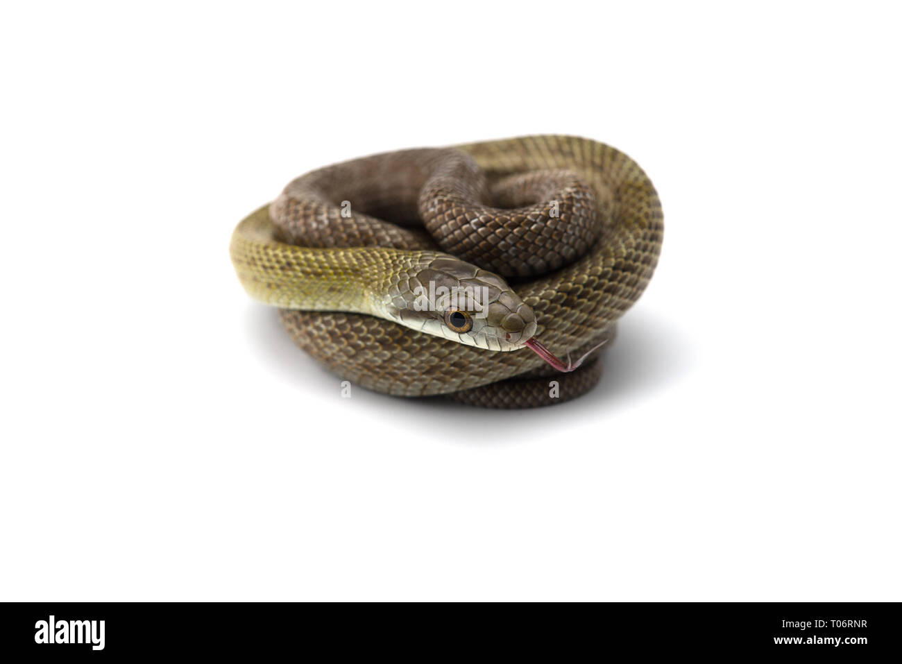 The Japanese rat snake isolated on white background Stock Photo - Alamy