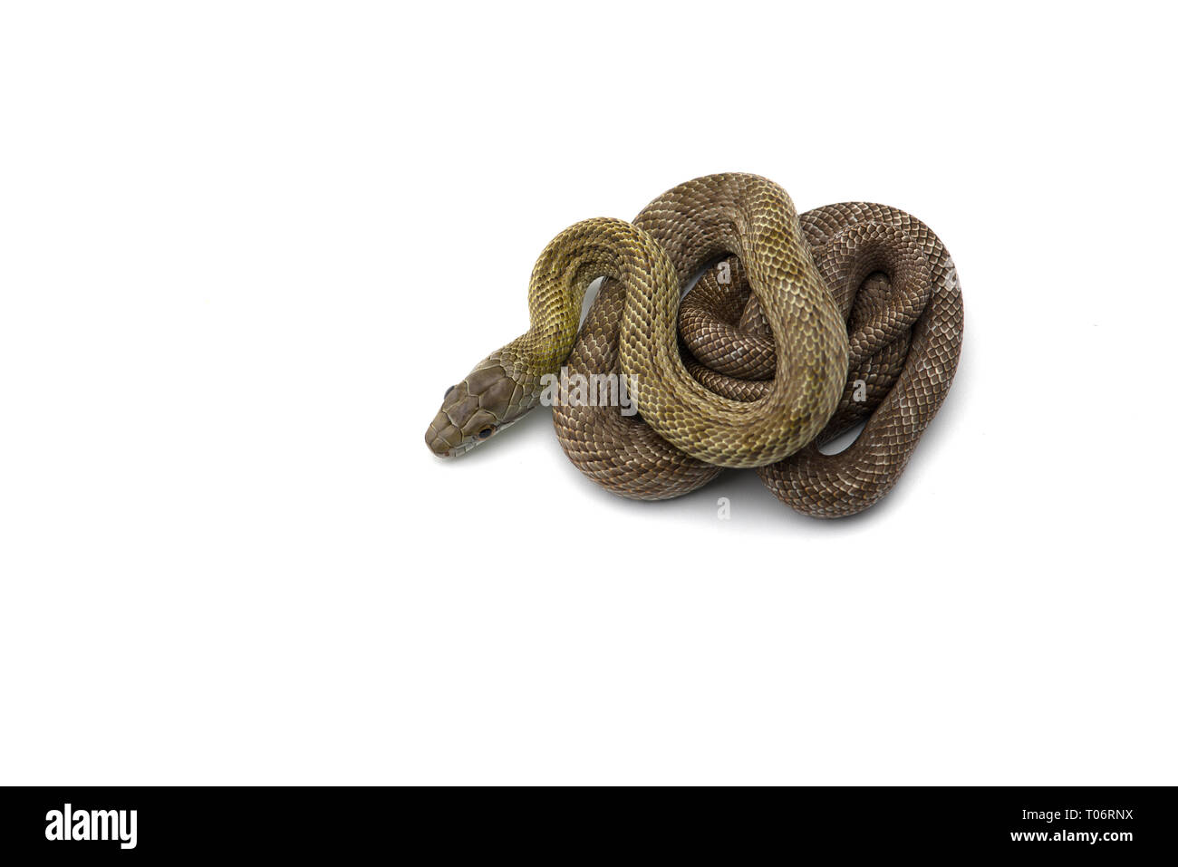 The Japanese rat snake isolated on white background Stock Photo - Alamy