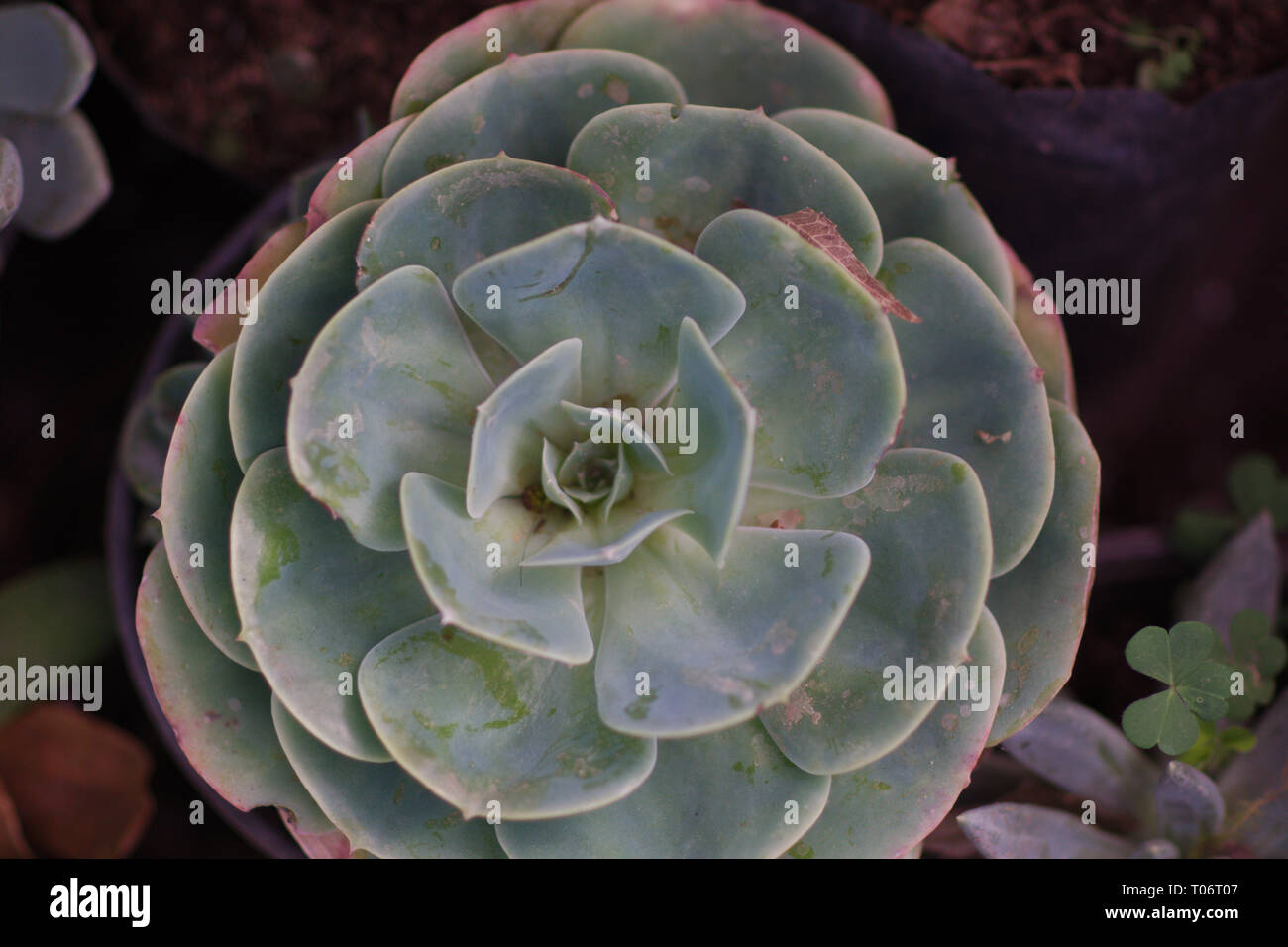 Artichoke agave cactus potted succulent plant, from San Miguel de ...