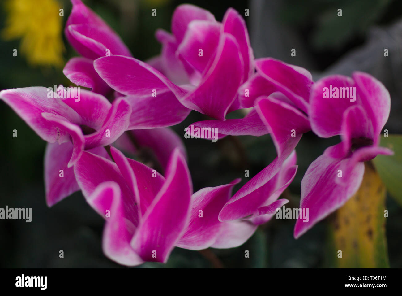 Closeup of pink/fuchsia, with white highlights cyclamen blooms from San ...