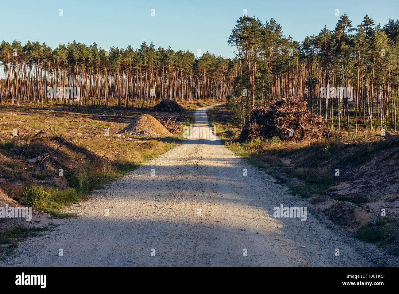 Destroyed forest hi-res stock photography and images - Alamy