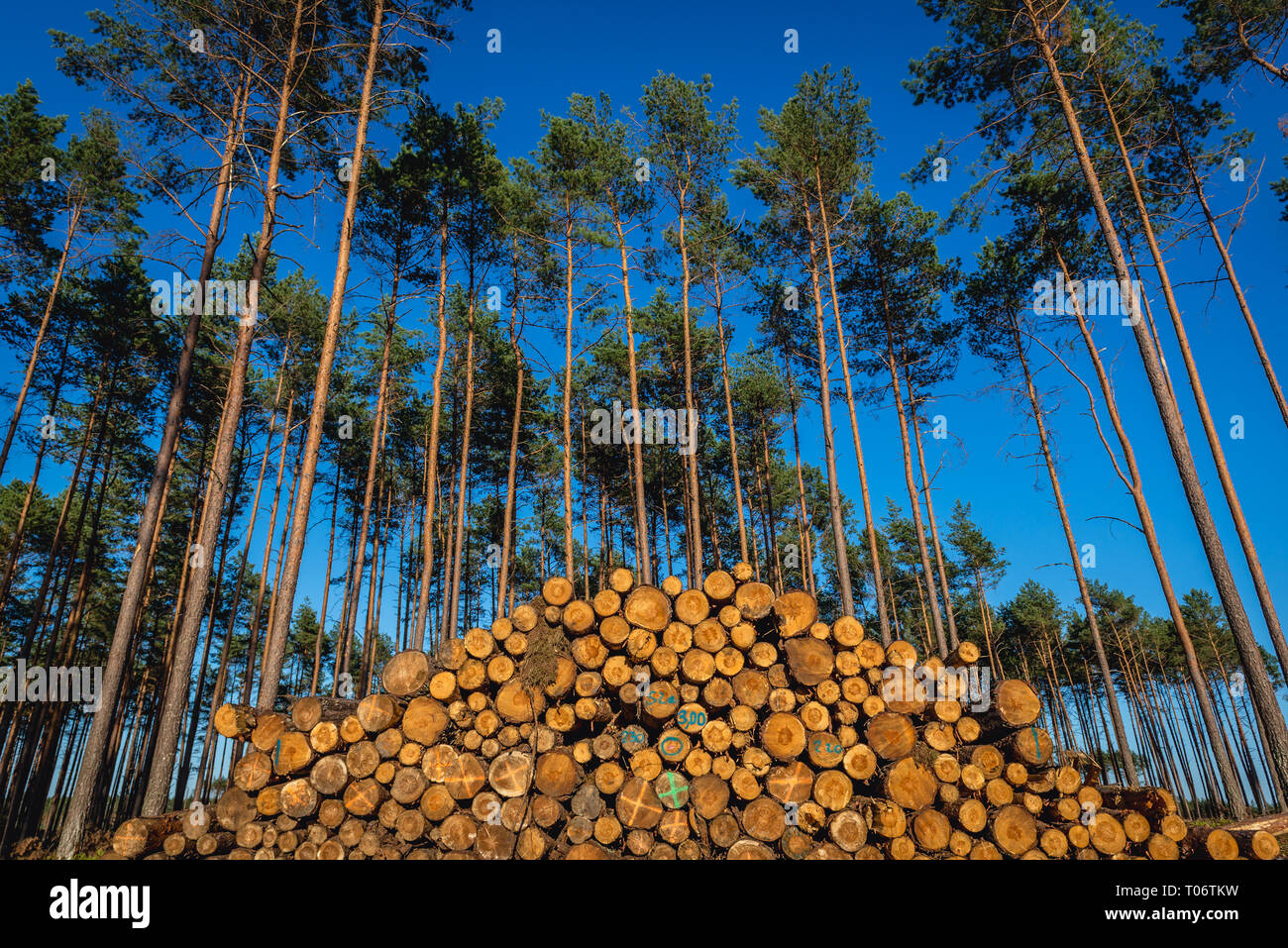 Destroyed forest hi-res stock photography and images - Alamy