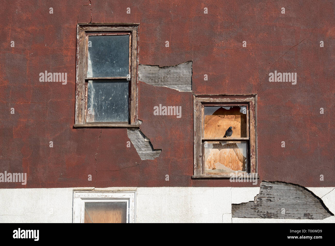 Pigeon standing on a wooden window frame with broken glass on a ...