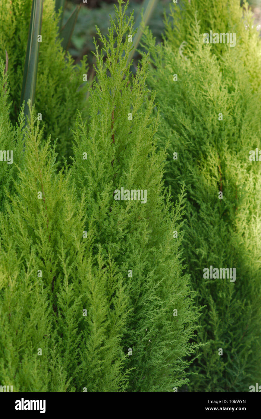 Lush green leafy trees hi-res stock photography and images - Alamy