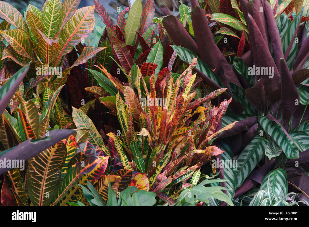 Plants with spiky leaves hi-res stock photography and images - Alamy