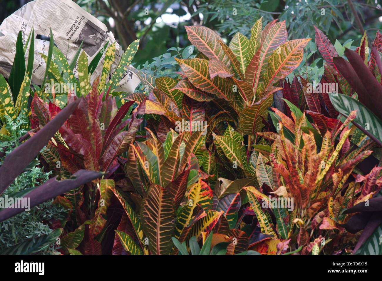 Green, yellow and red veined foliage Croton plants with newspaper and ...