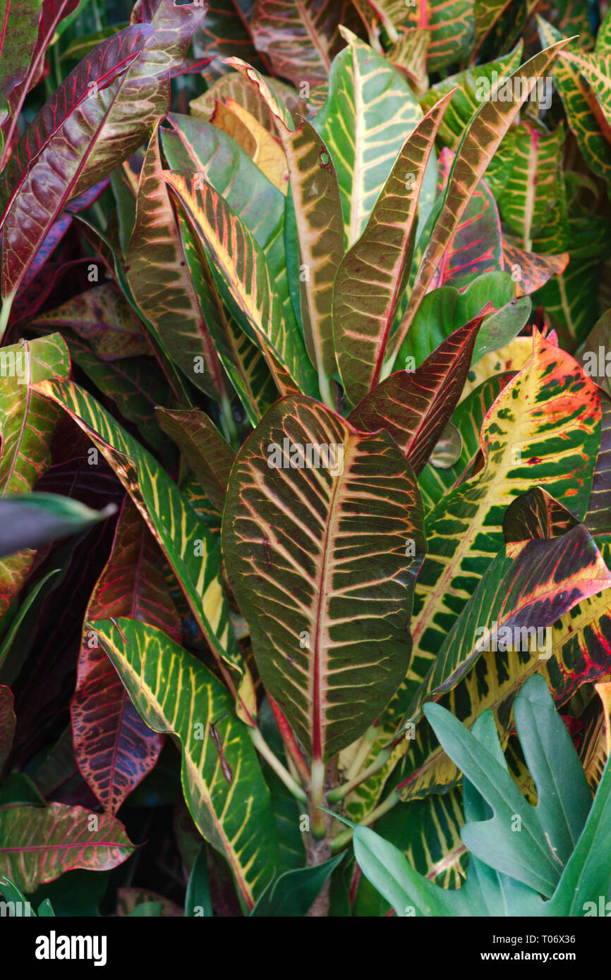 Green and yellow and red veined foliage Croton plant from San Miguel de ...