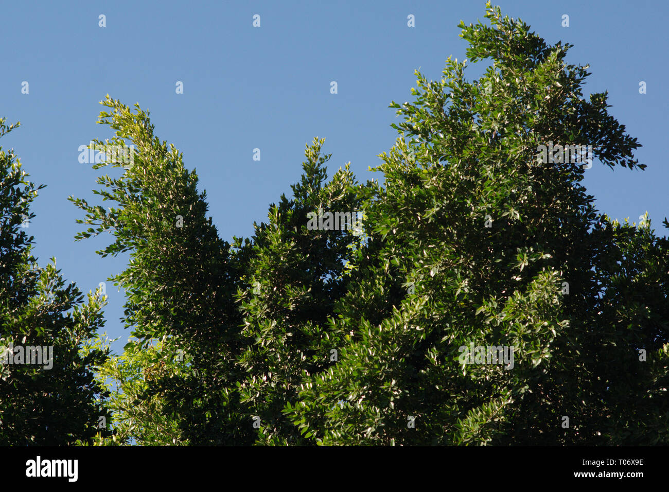 Green tree branches and leaves in bright, sunny blue sky at San Miguel ...