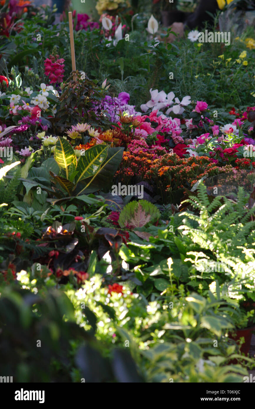 Field of multiple bright flowers and greenery from San Miguel de ...