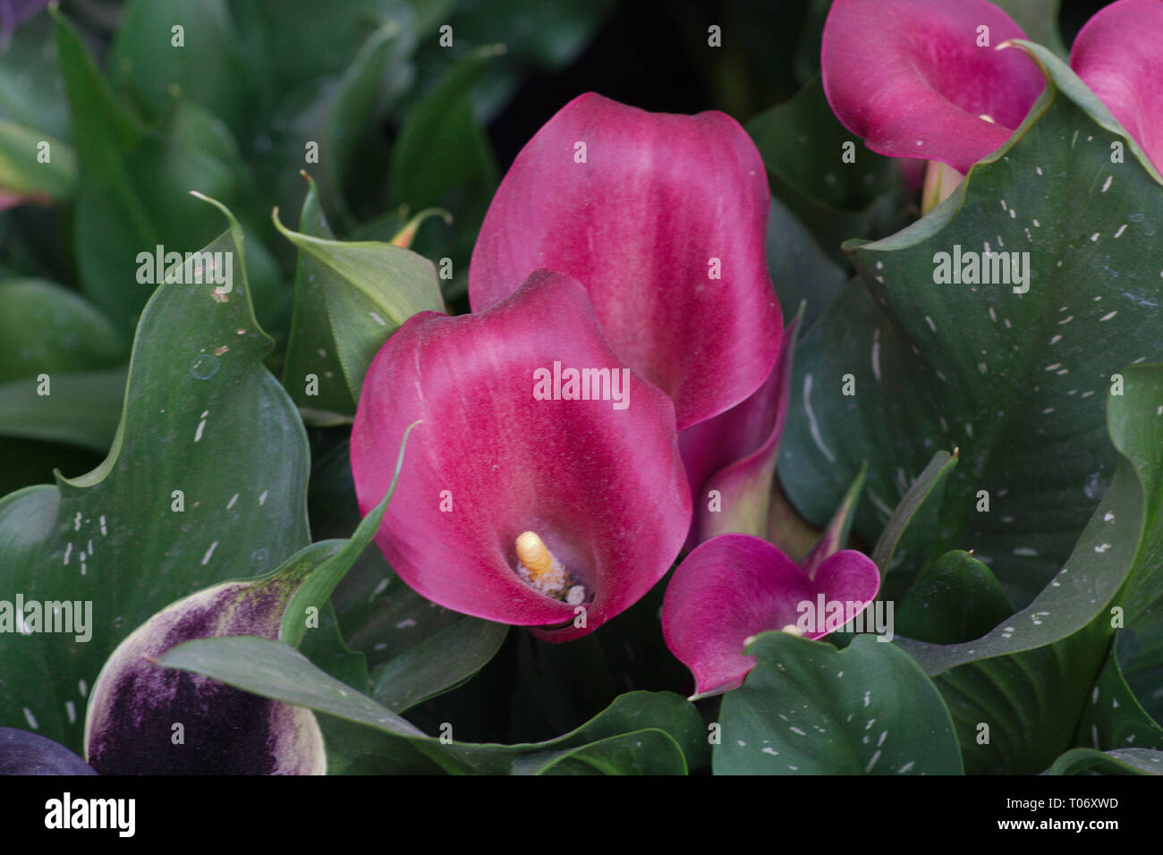 Red calla lilies in speckled green leafy background from San Miguel de ...