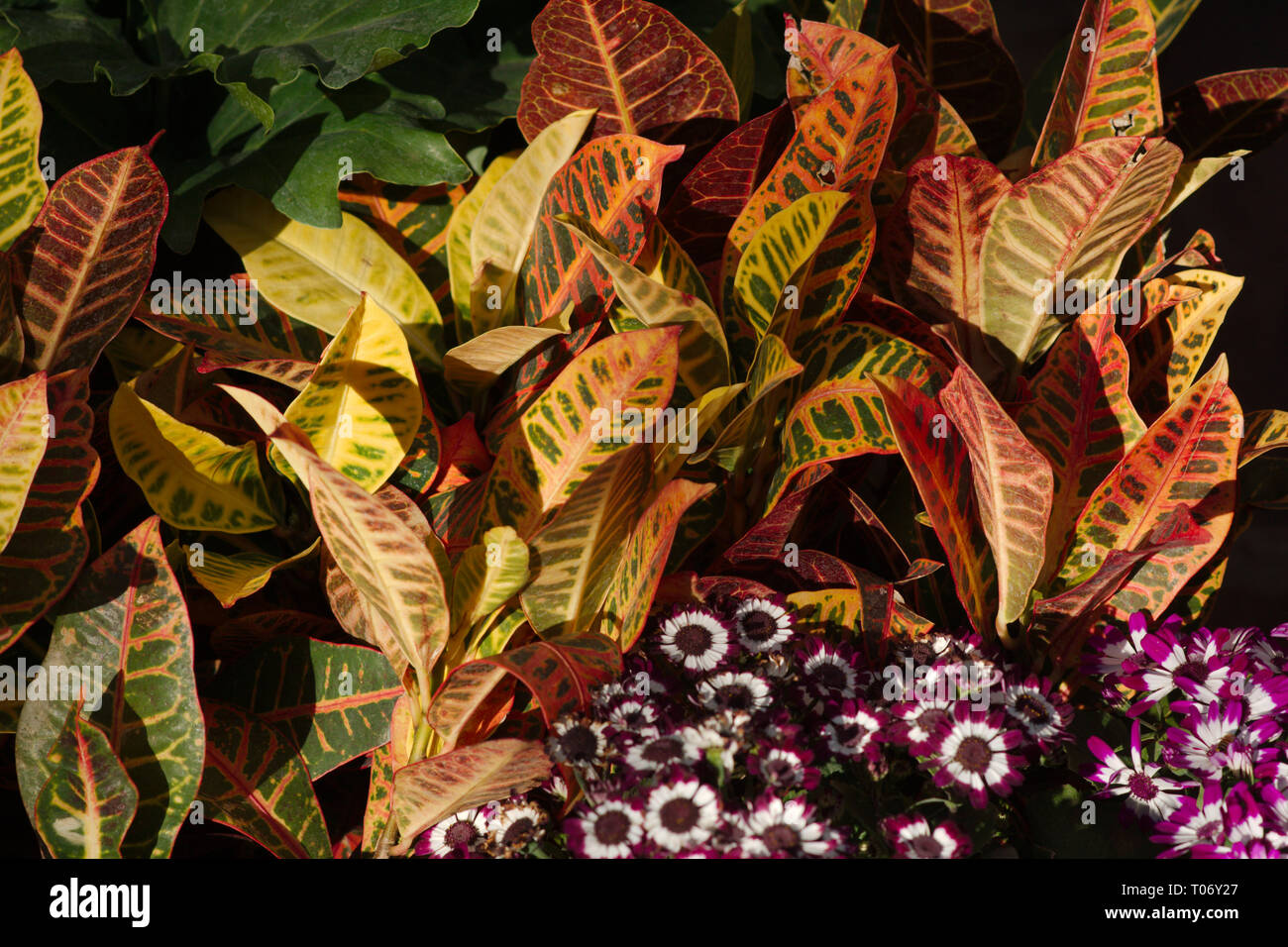 Field of red orange veined Croton plants with detail of purple daisy ...