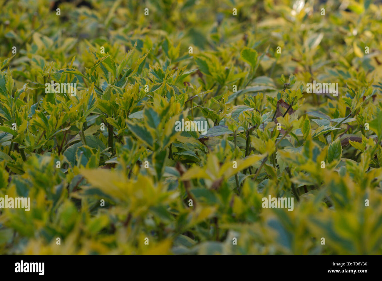 Green field of leafy plants from San Miguel de Allende Juarez Park ...