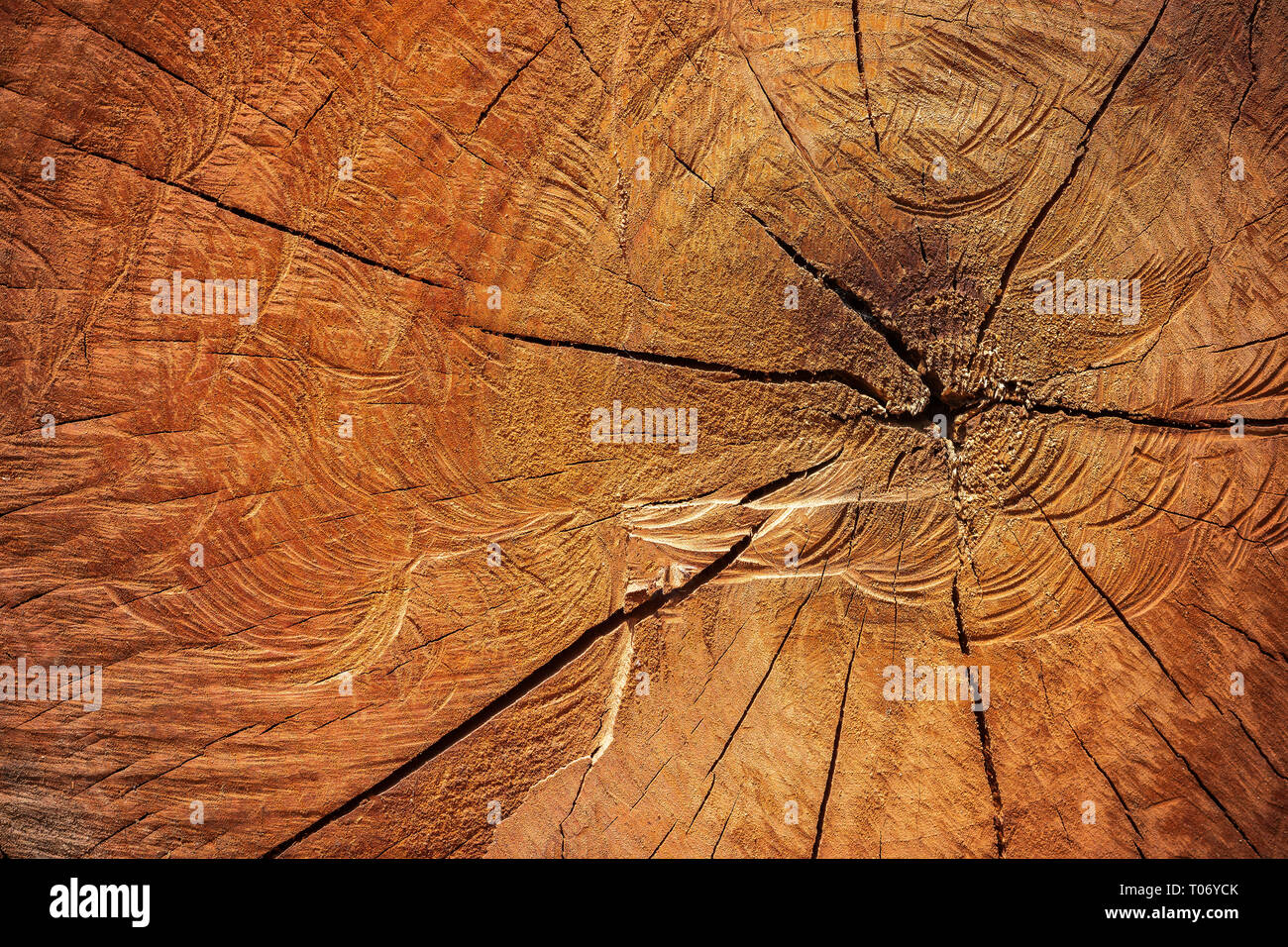Close up texture of cutting timber by chainsaw. Concept campaign of ...
