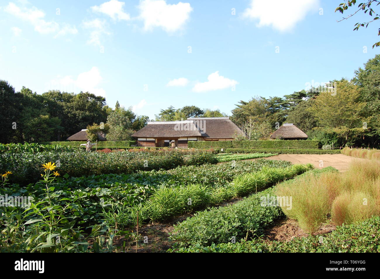 Traditional japanese farming hi-res stock photography and images - Alamy