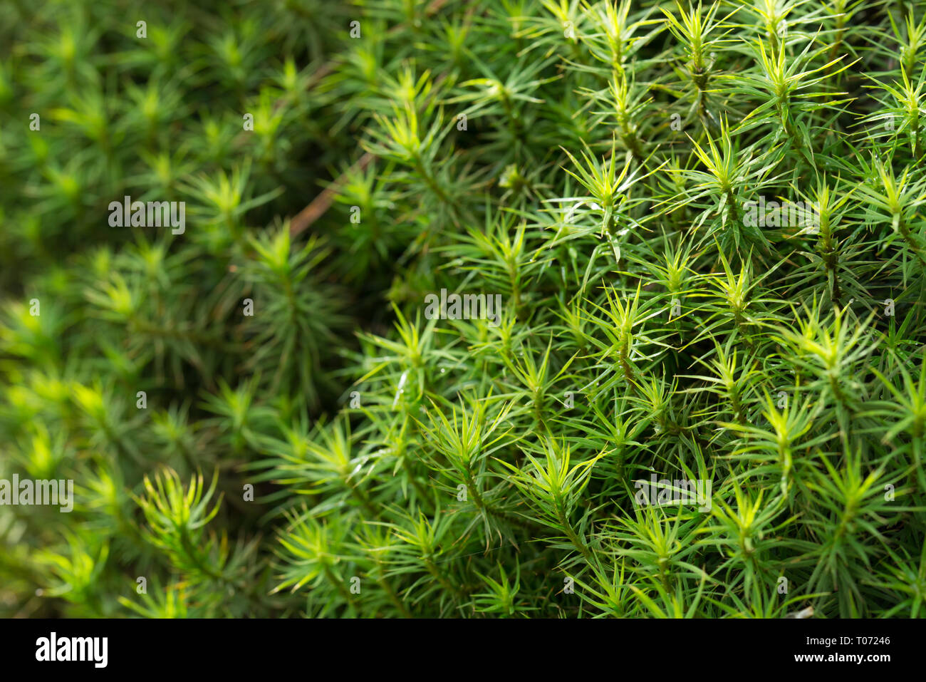 wet green moss macro background Stock Photo - Alamy