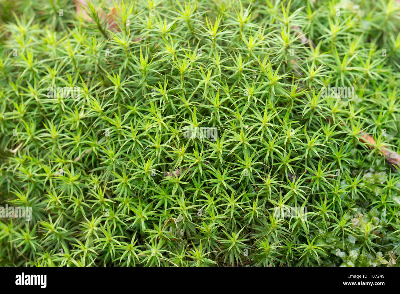 wet green moss macro background Stock Photo - Alamy