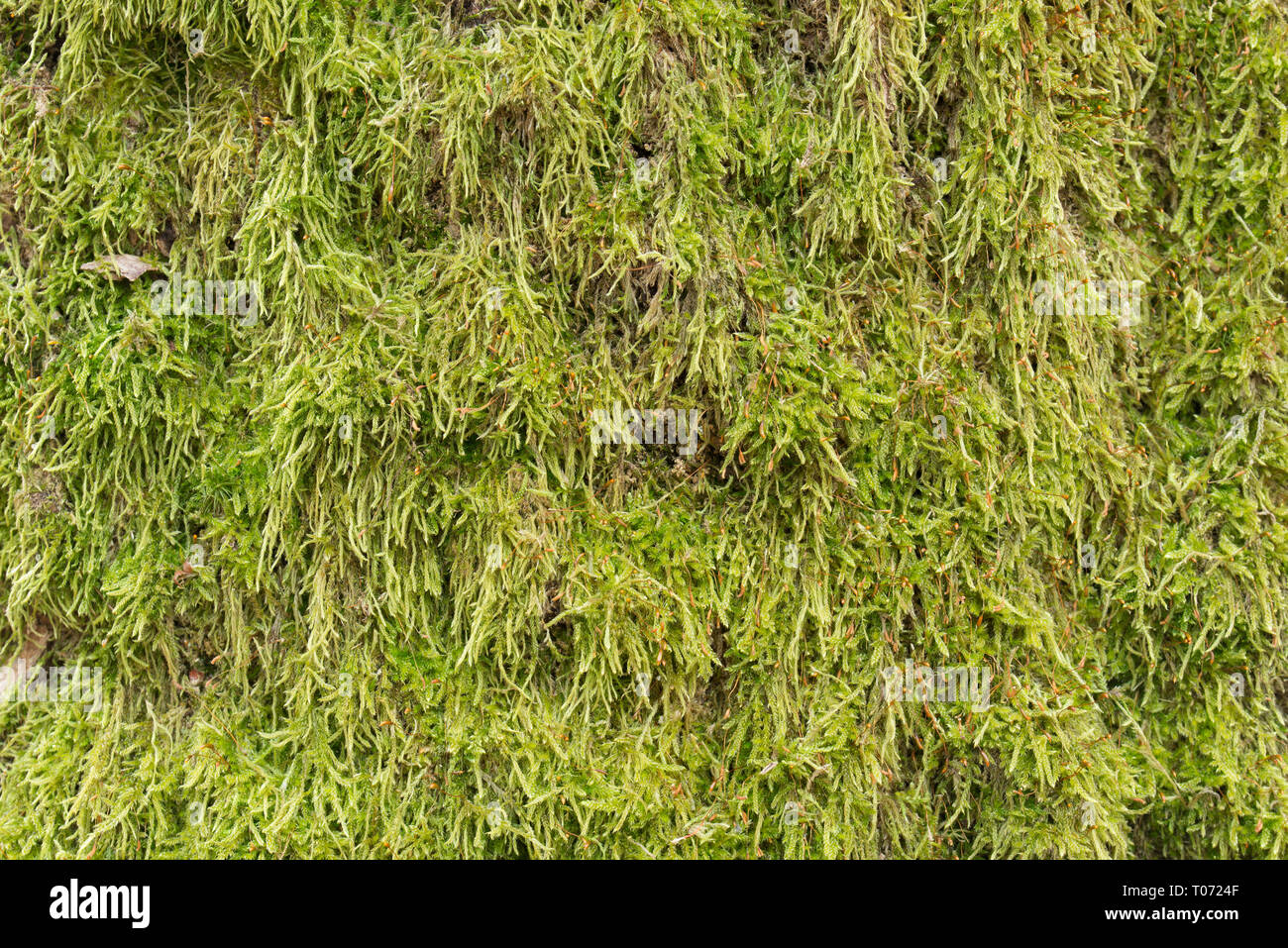 wet green moss macro background Stock Photo - Alamy