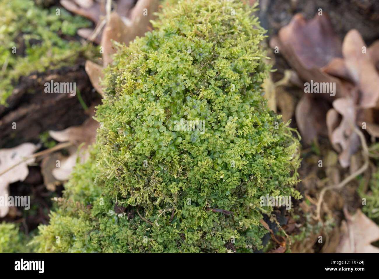 wet green moss macro background Stock Photo - Alamy
