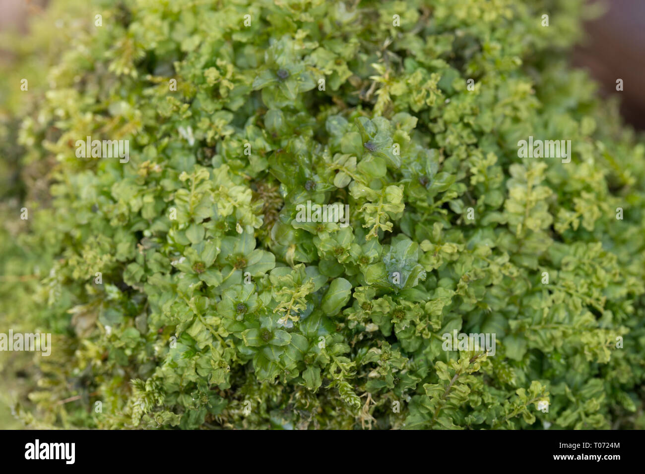 wet green moss macro background Stock Photo - Alamy