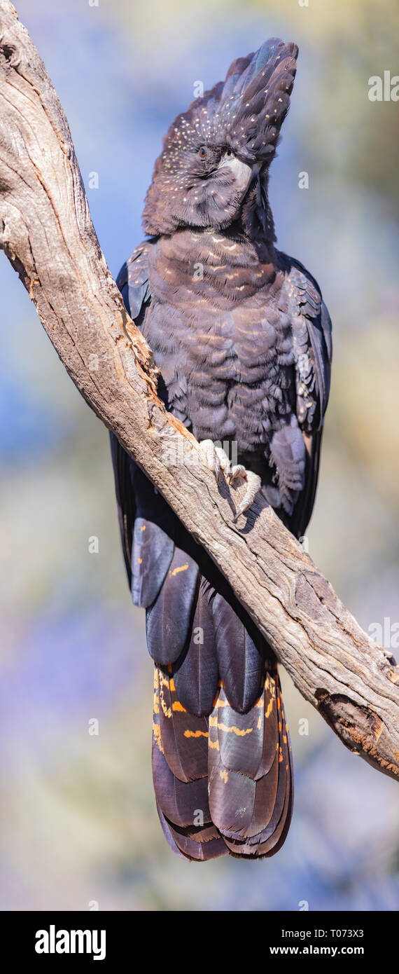 Desert cockatoo hi-res stock photography and images - Alamy