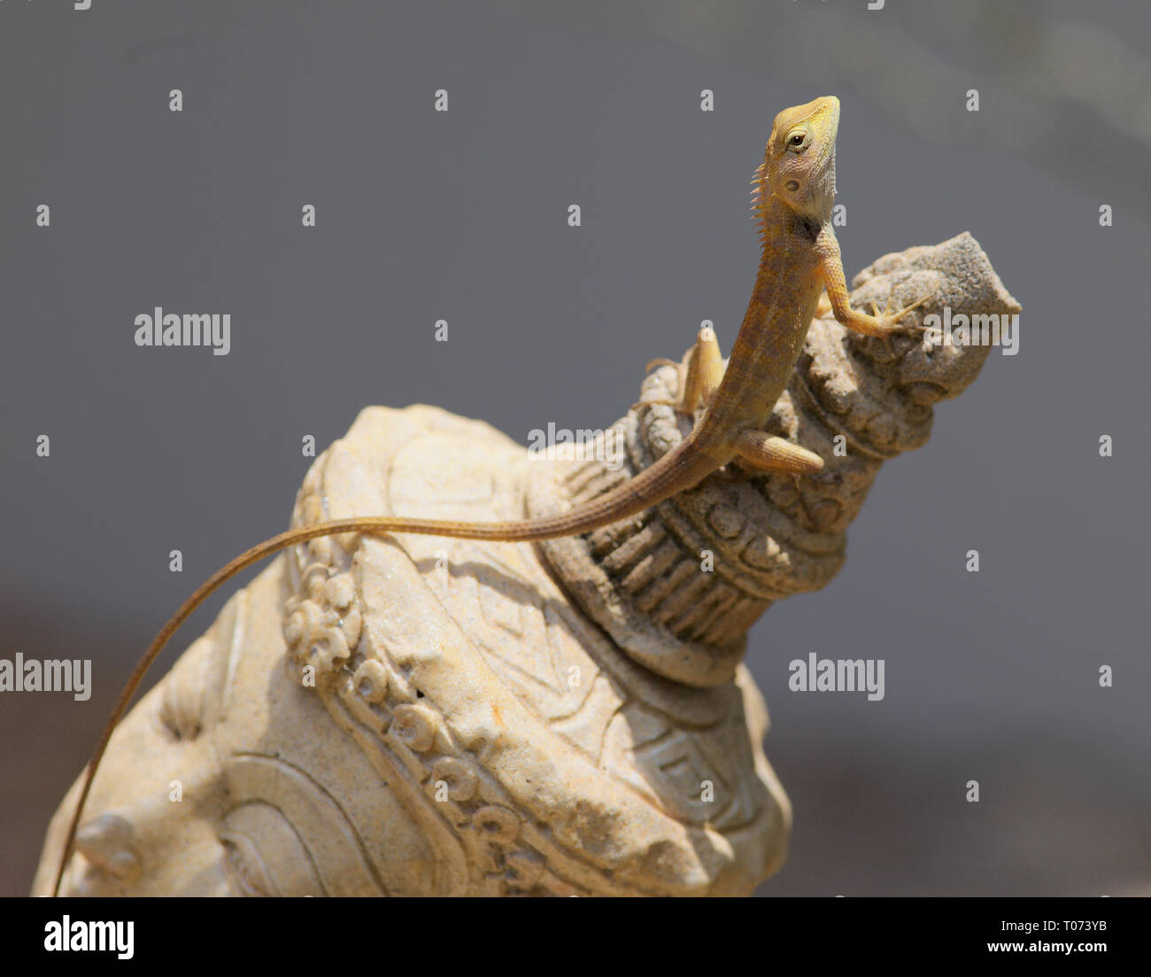 Lizard statue hi-res stock photography and images - Alamy