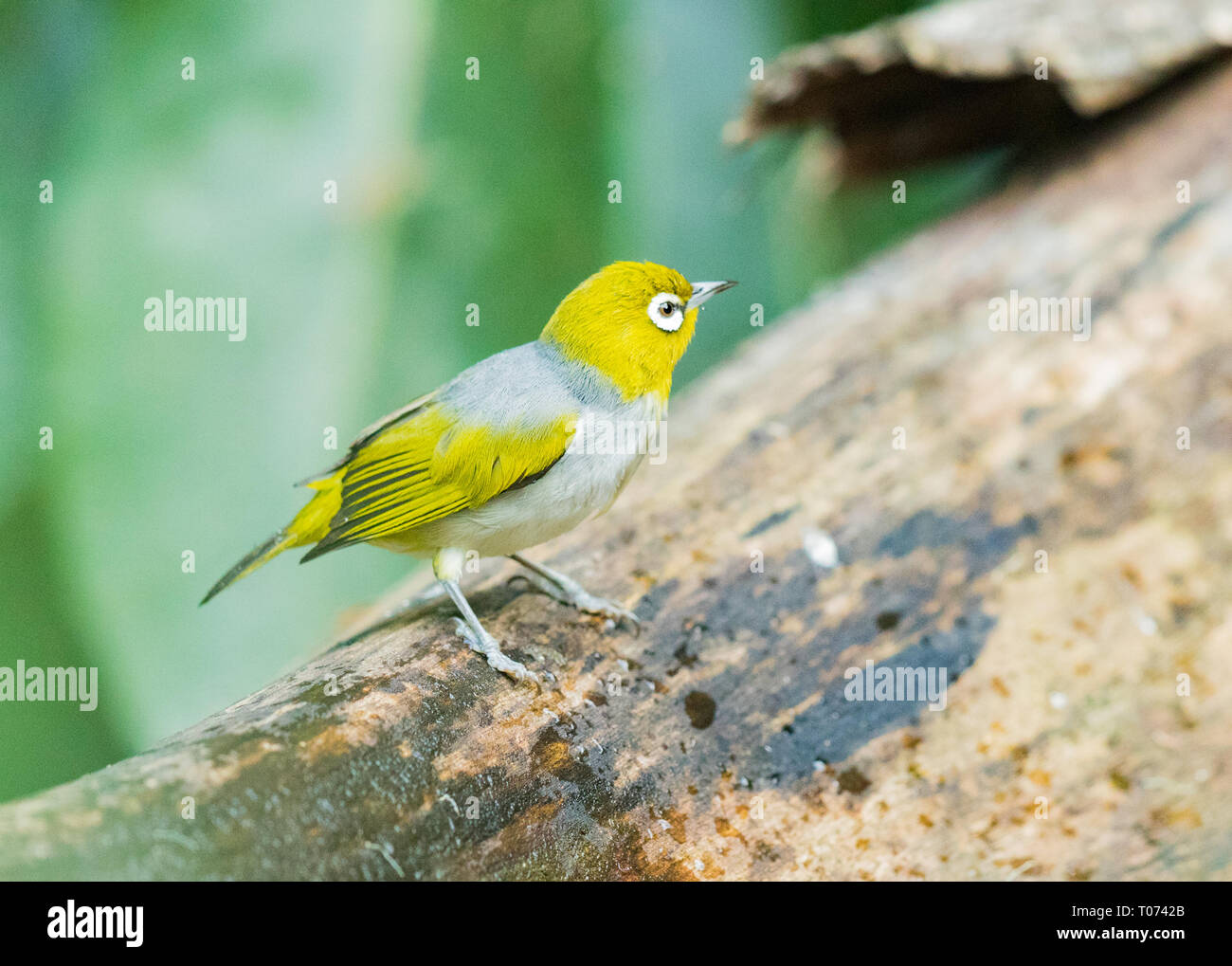 Queensland silvereye zosterops lateralis High Resolution Stock ...