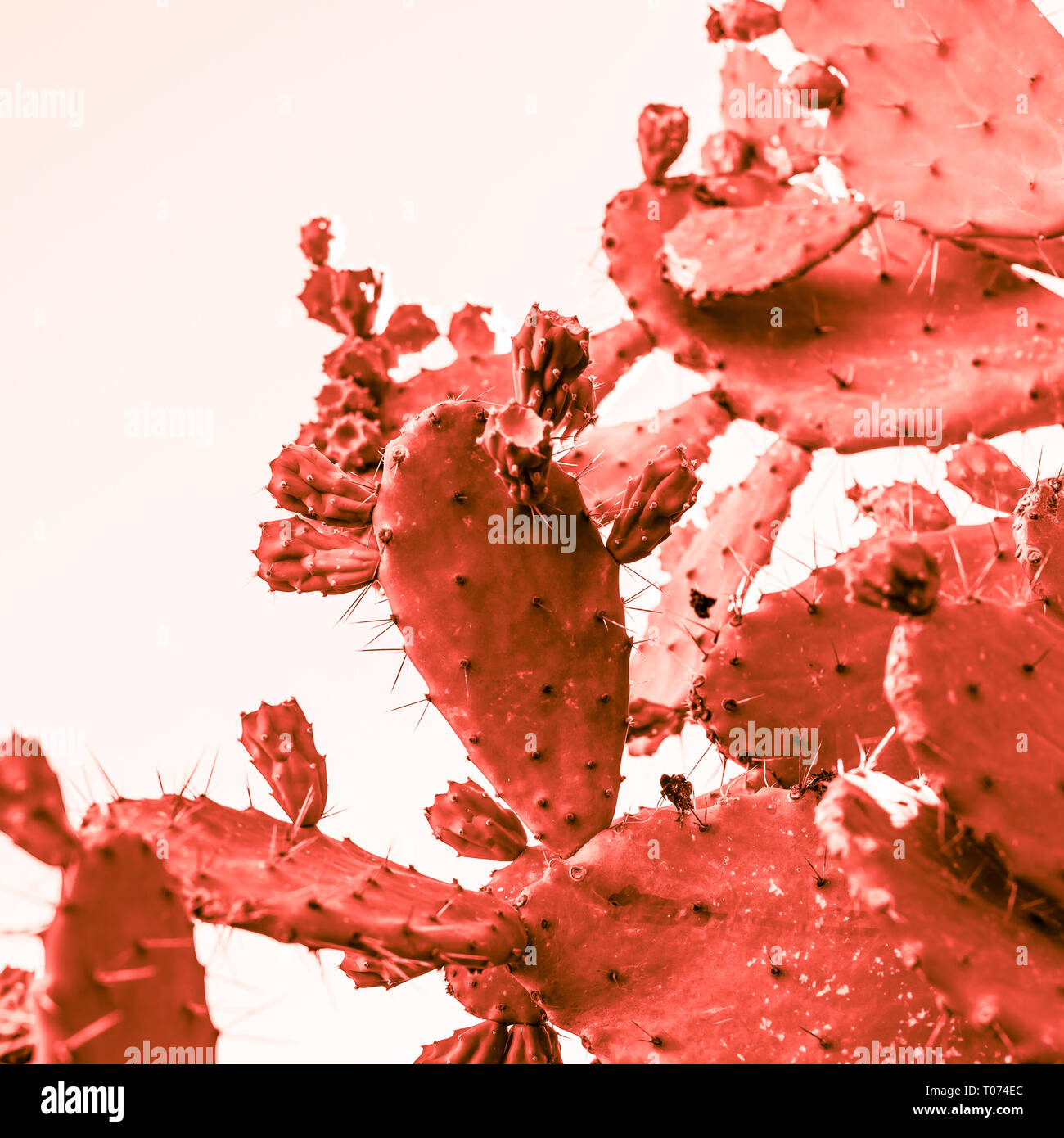 Succulent cactus plant part close up under the sunlight sky toned in ...