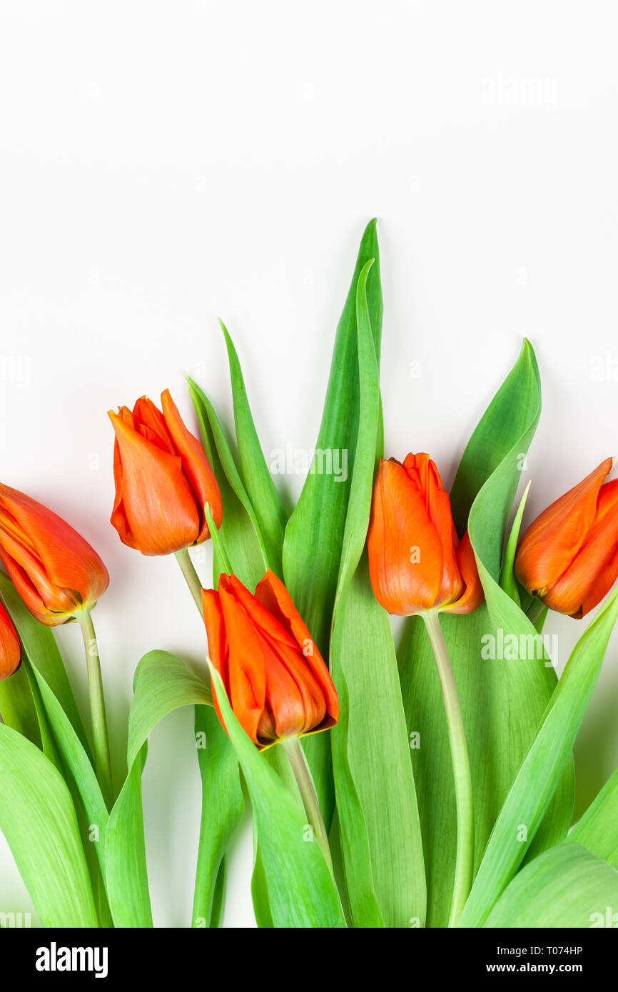 Creative flat lay top view welcome spring greeting card with red tulips ...