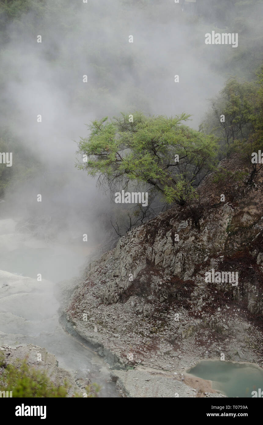 Geothermal steam, tree enveloped in steam from hot springs, Waiotapu ...