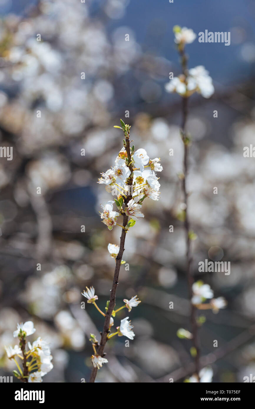 White flowers sunshine hi-res stock photography and images - Alamy