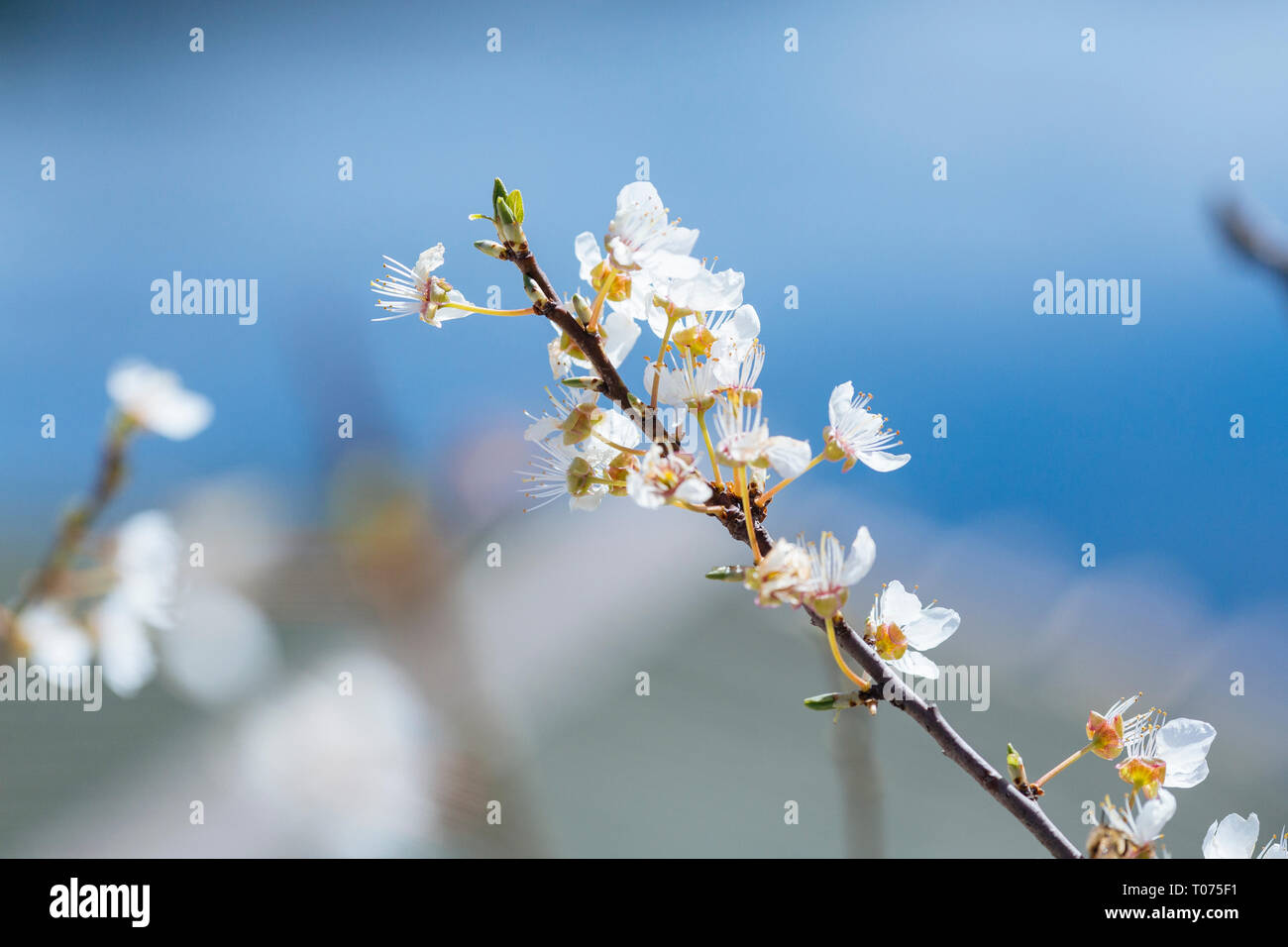 White spring flowers bloom on a tree branch Stock Photo - Alamy
