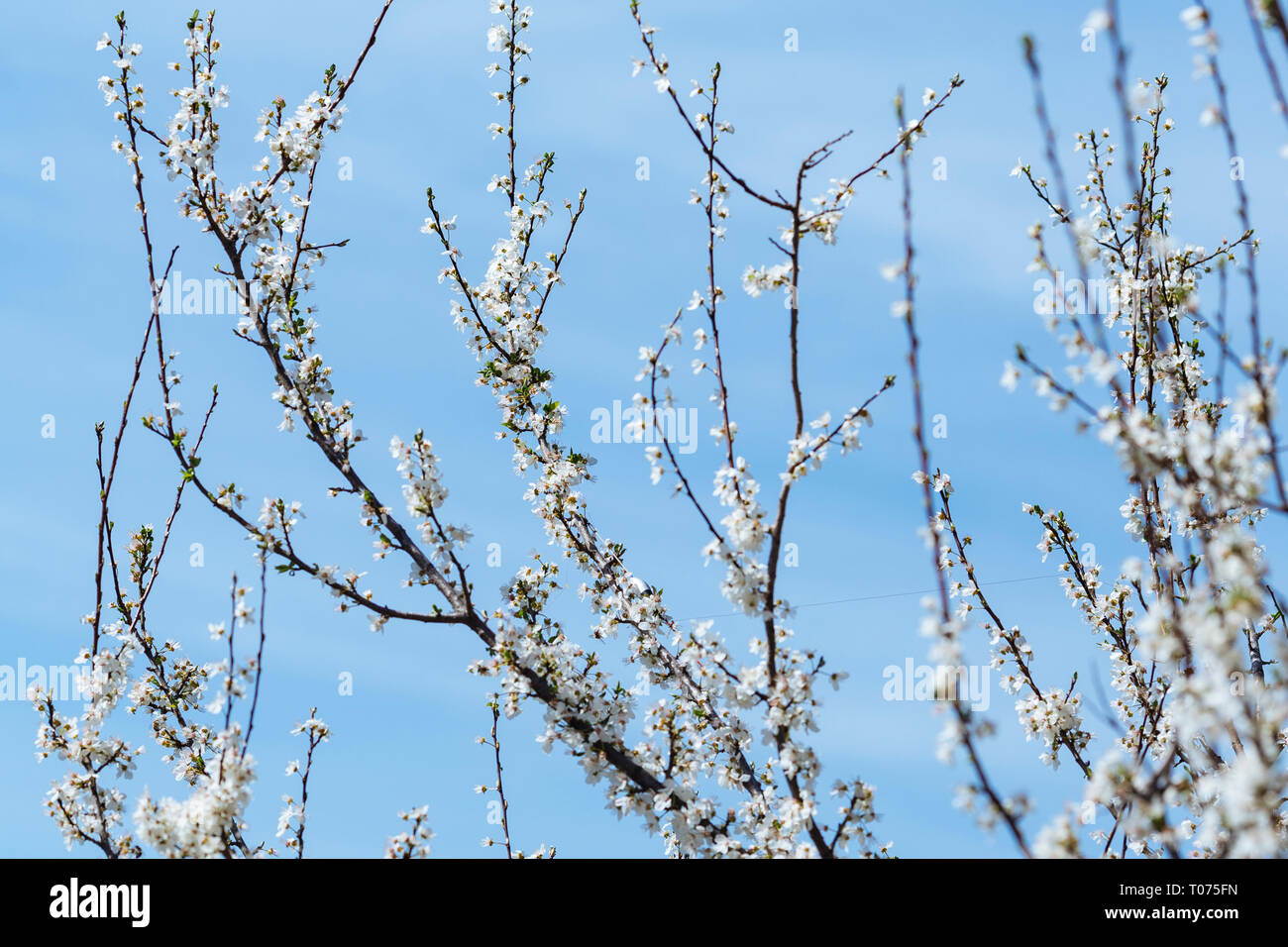 White spring flowers bloom on a tree branch Stock Photo - Alamy