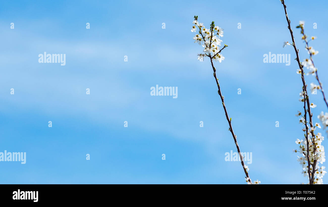 White spring flowers bloom on a tree branch Stock Photo - Alamy
