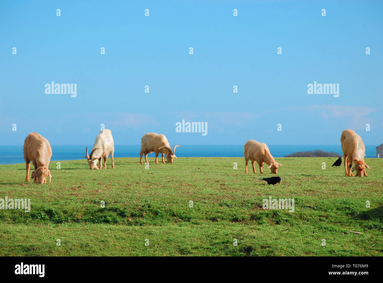 Rare breeds goats hi-res stock photography and images - Alamy