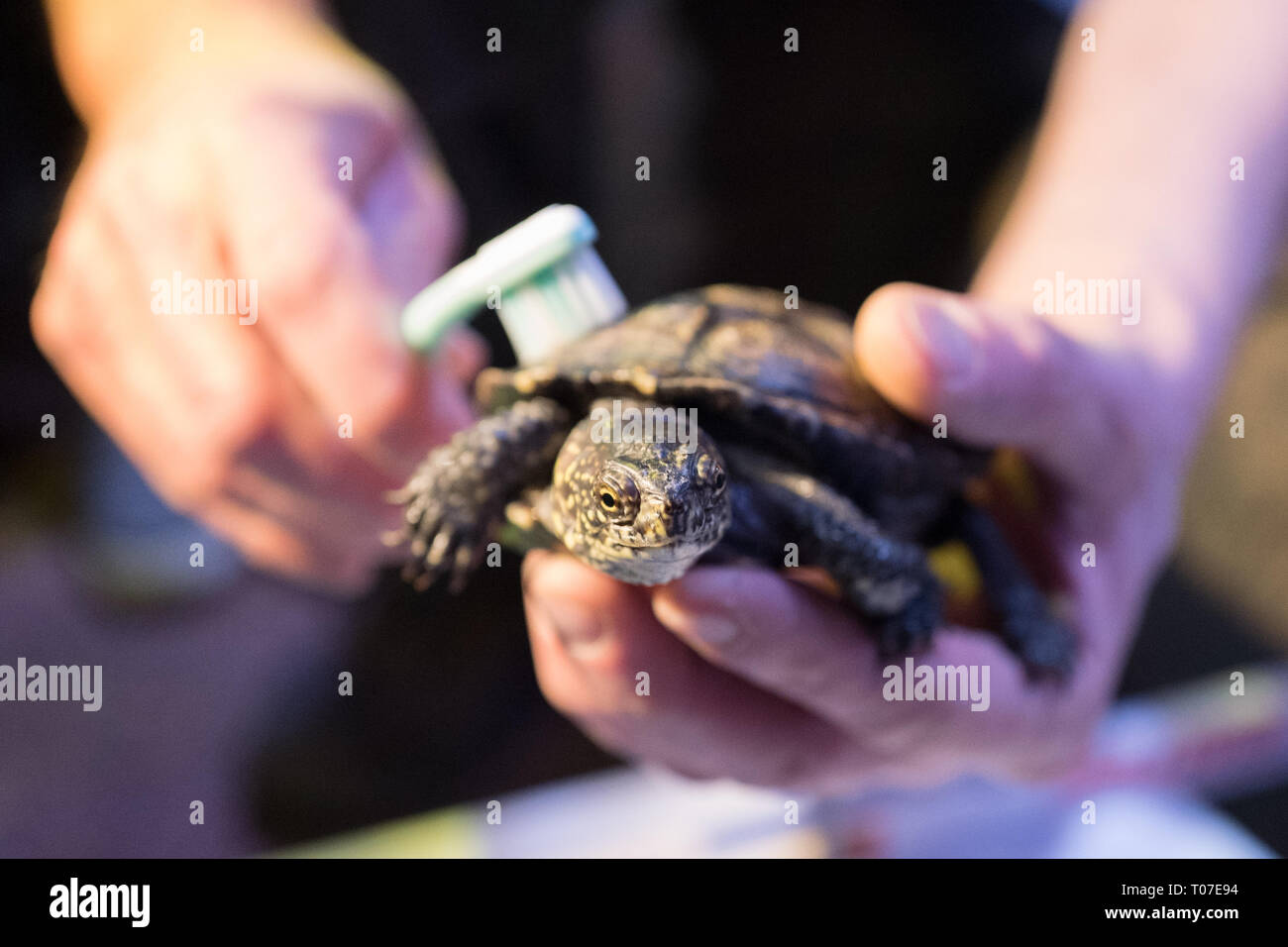 Berlin, Germany. 18th Mar, 2019. The shell of a European pond turtle is ...