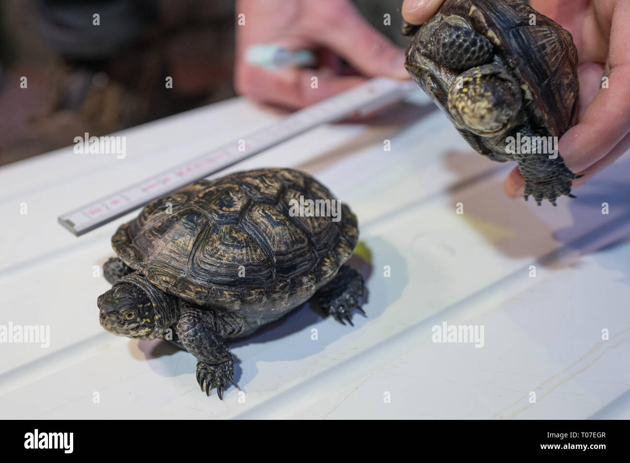 Berlin, Germany. 18th Mar, 2019. A European pond turtle is measured ...
