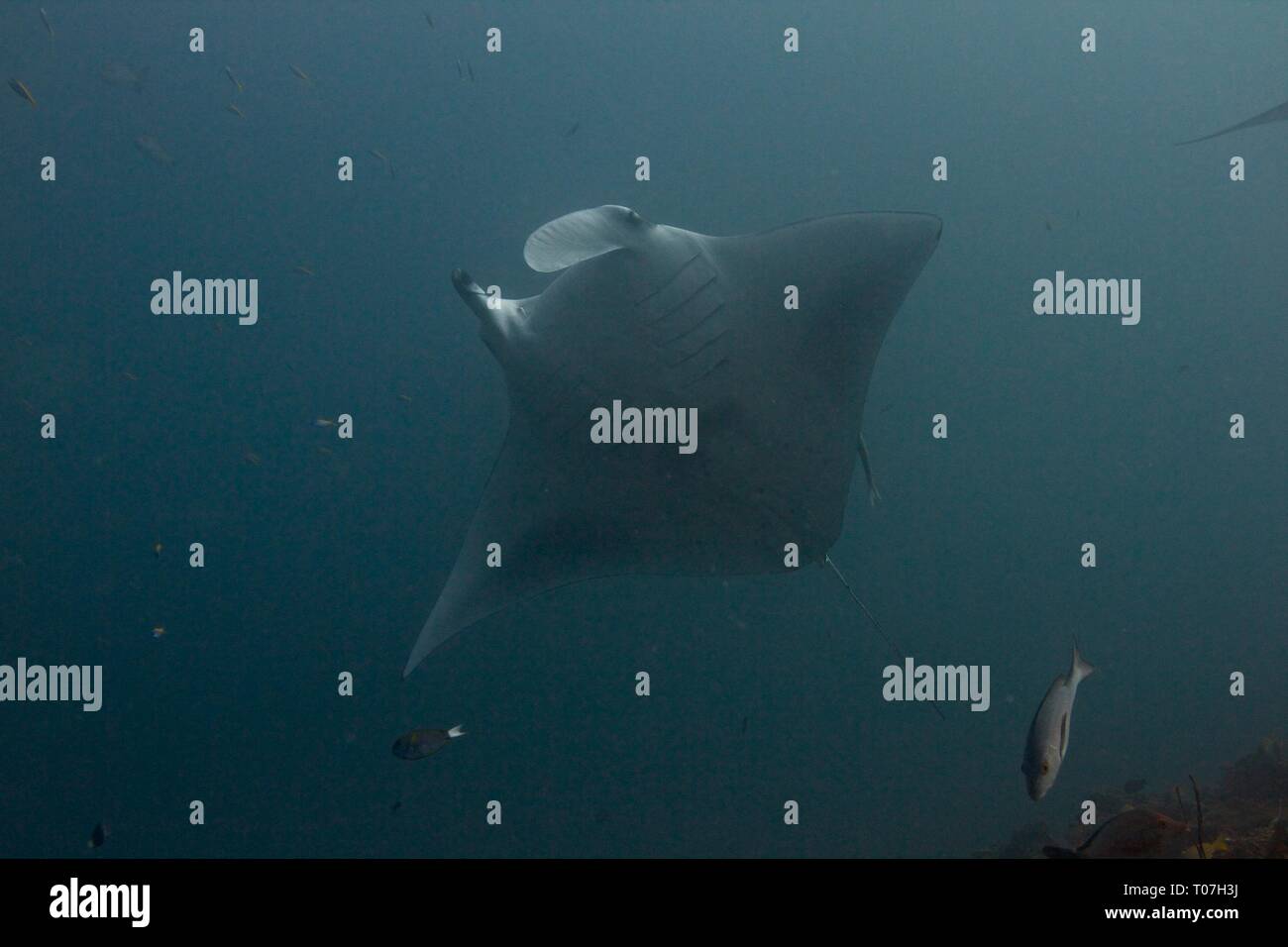 Manta rays in maldives underwater hi-res stock photography and images ...