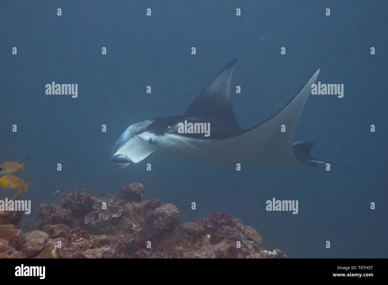 Manta Rays Are Brown