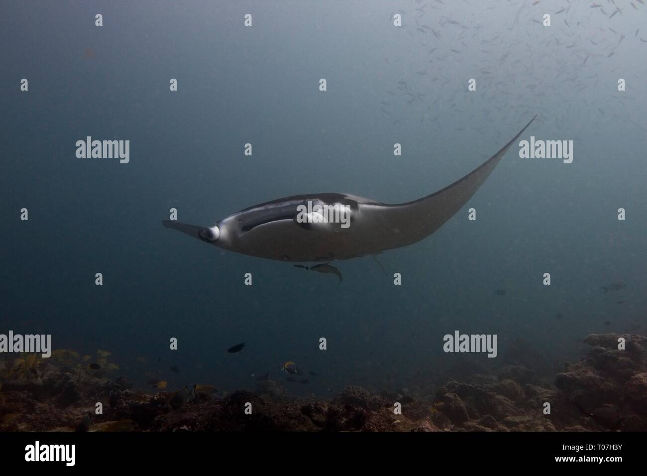Indian Ocean, Maldives. 18th Mar, 2019. Manta rays glide effortlessly ...