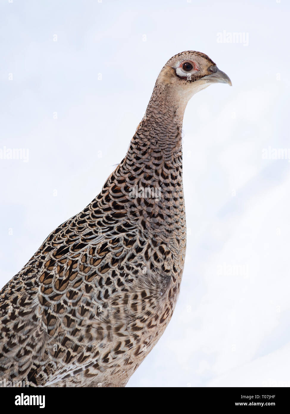 Hen ringneck pheasant hi-res stock photography and images - Alamy