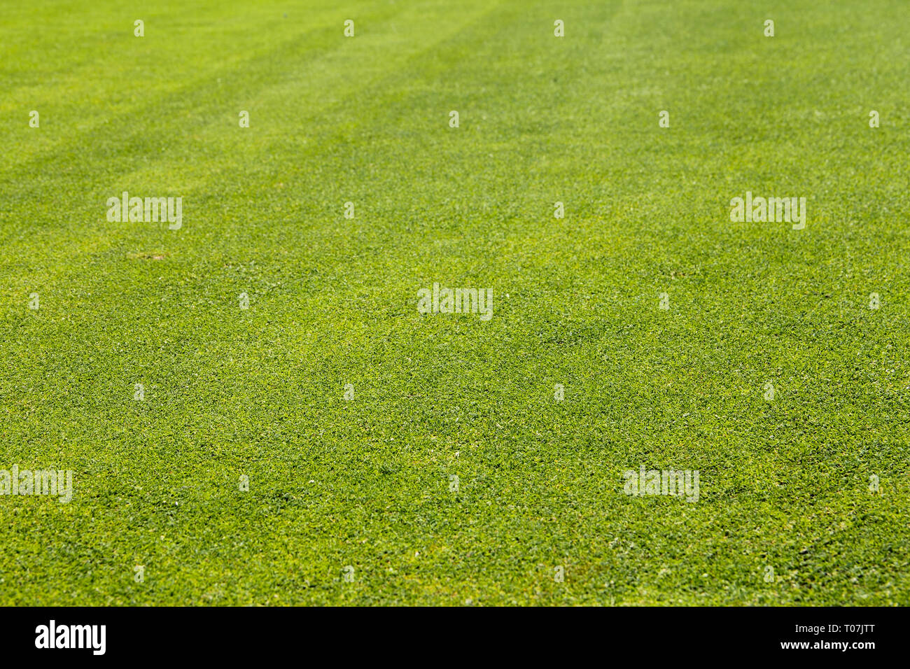 Golf Course green grass textured background close up Stock Photo - Alamy