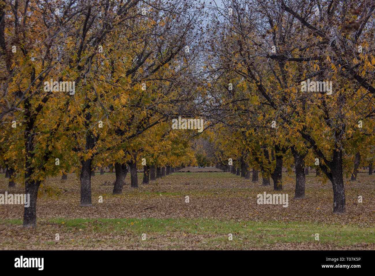Canutillo hi-res stock photography and images - Alamy