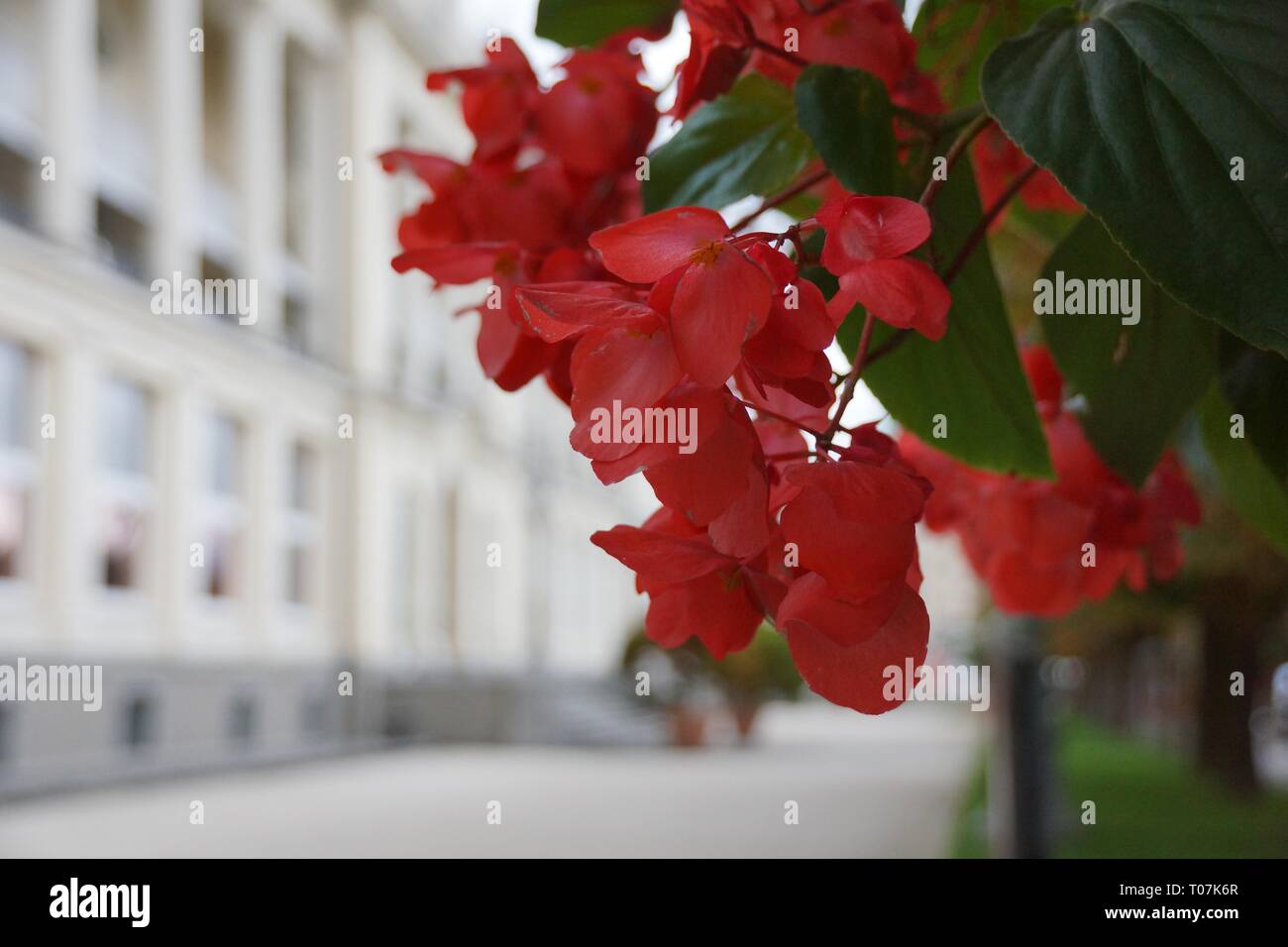 Red flowers in windows hi-res stock photography and images - Alamy